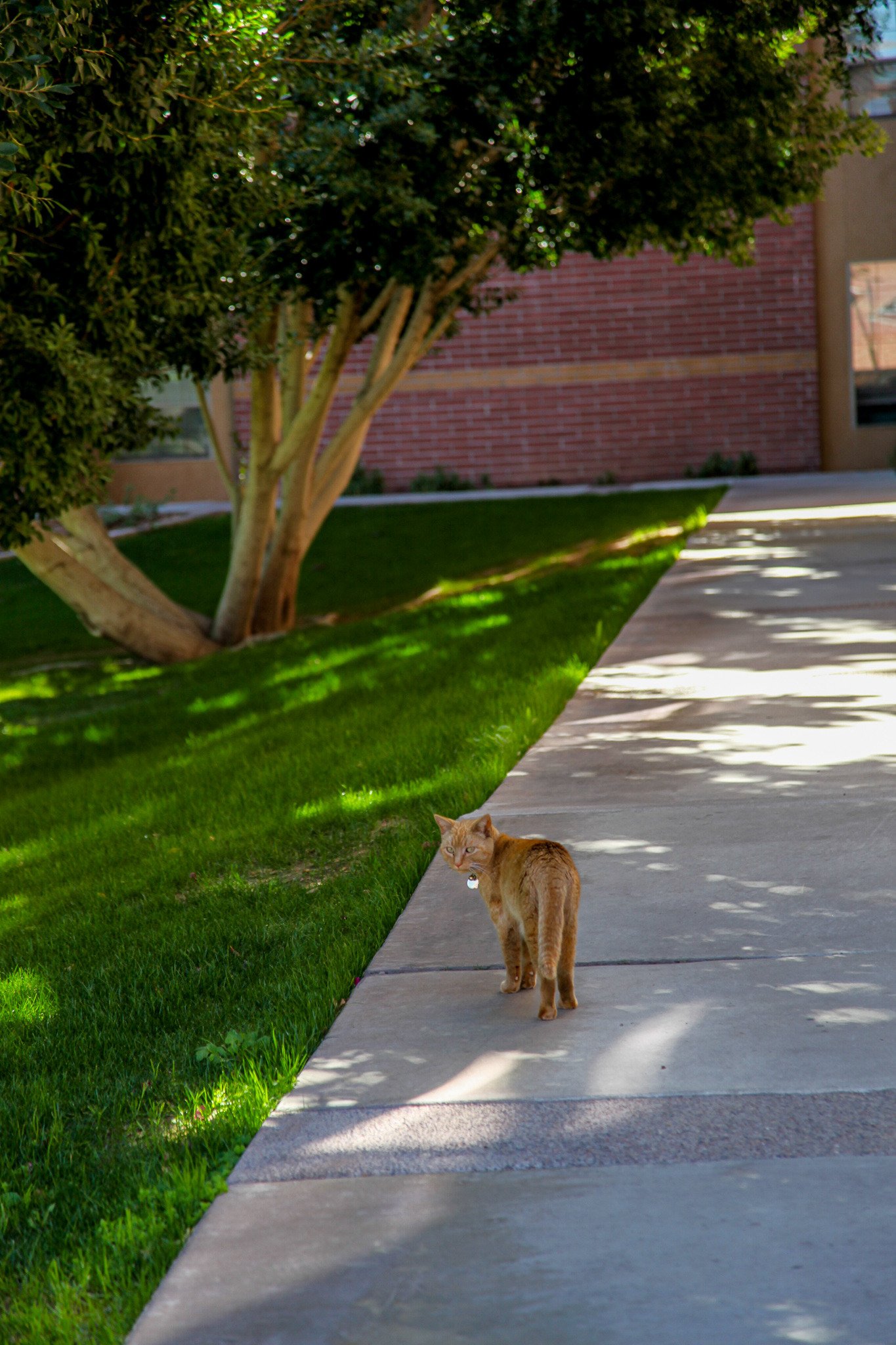 The First Day of Techmas: One Campus Cat
